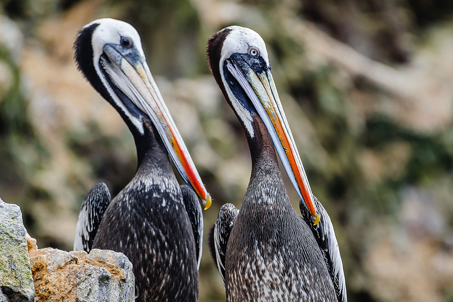 Paracas - Ballestas Islands "Peruvian Galapagos" - Peru Machupicchu Tours