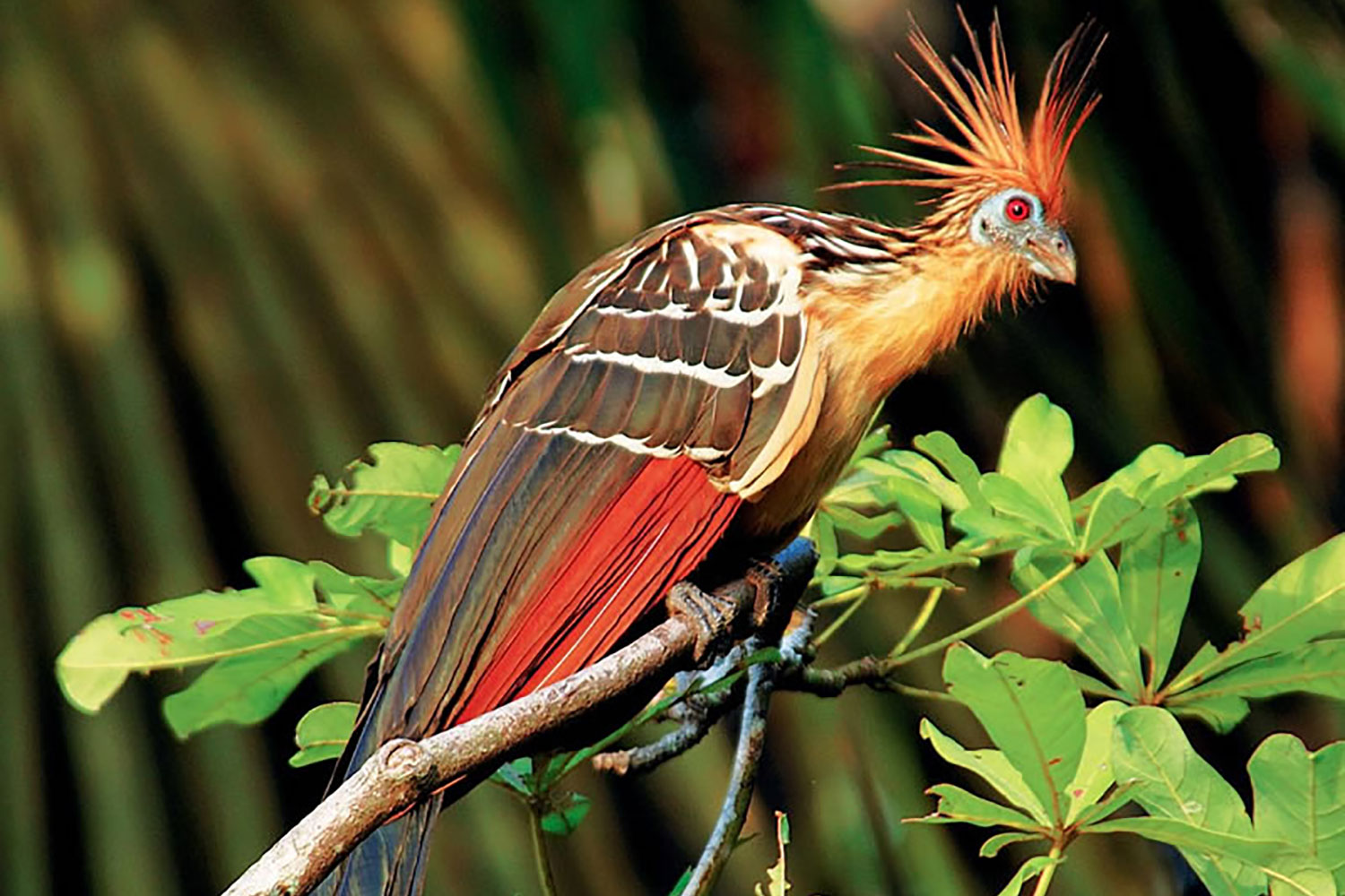 Puerto Maldonado - The Biodiversity Capital of the World - Peru ...
