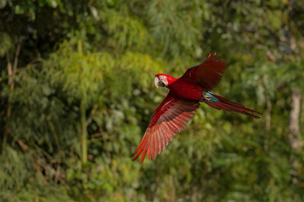 Amazon Rainforest - The Biodiversity Capital of the World - Peru ...
