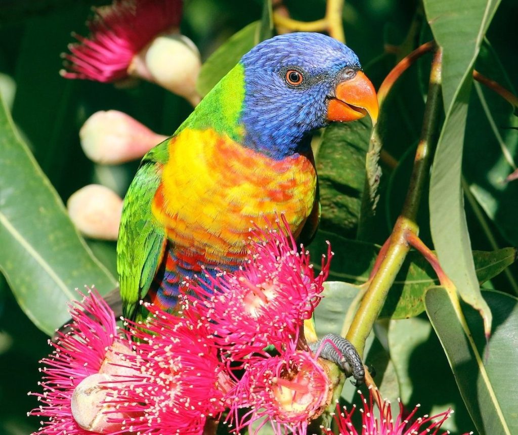 Amazon Rainforest - The Biodiversity Capital of the World - Peru ...