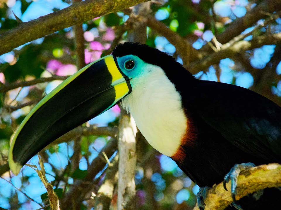 Amazon Rainforest - The Biodiversity Capital of the World - Peru ...